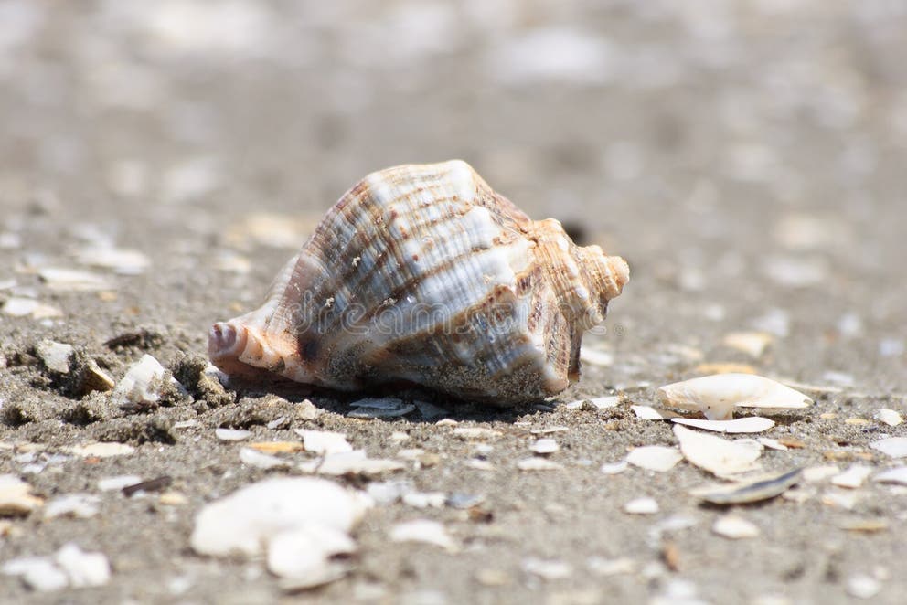 Shell beach stock image. Image of idyllic, ocean, calm - 19243827