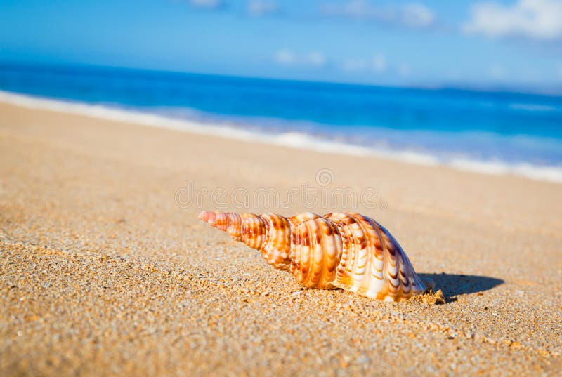 Sea shell stock image. Image of conchology, seashell - 24147059