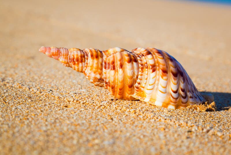 Sea shell stock image. Image of conchology, seashell - 24147059