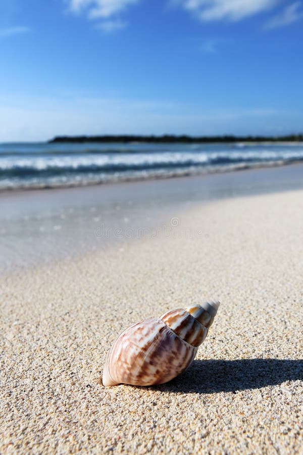 Shell on the beach stock image. Image of idyllic, sandy - 22630079