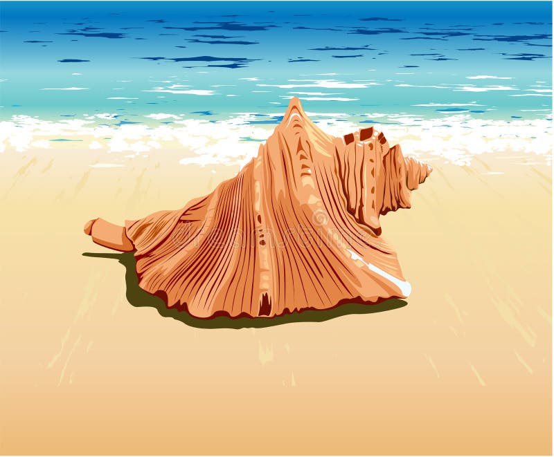 Shell at beach stock illustration. Illustration of shape - 23202697