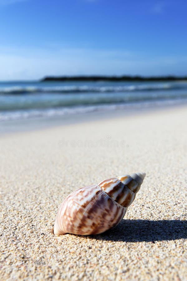 SHELL on BEACH stock photo. Image of beach, sand, testy - 50691772