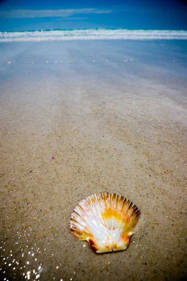 Shell Beach, Florida stock image. Image of beach, island - 18916607