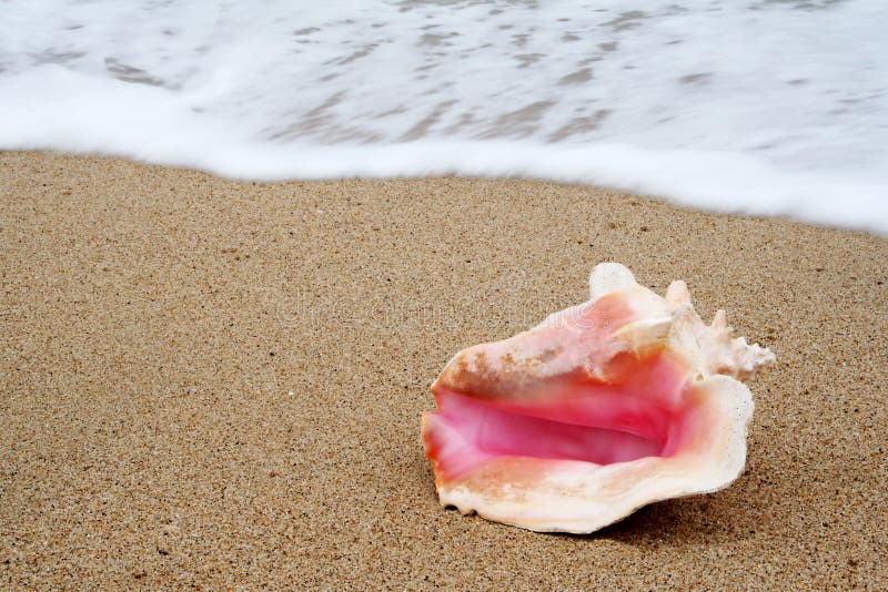 Conch shell on beach stock image. Image of holiday, collect - 5275787