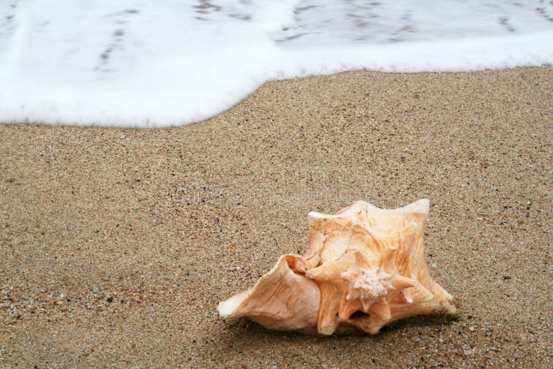 Seashell on a Beach in Fiji Stock Image - Image of tropics, pacific ...