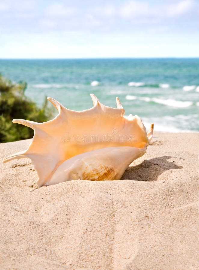 Shell on beach stock photo. Image of outdoor, nature, ocean - 5038690