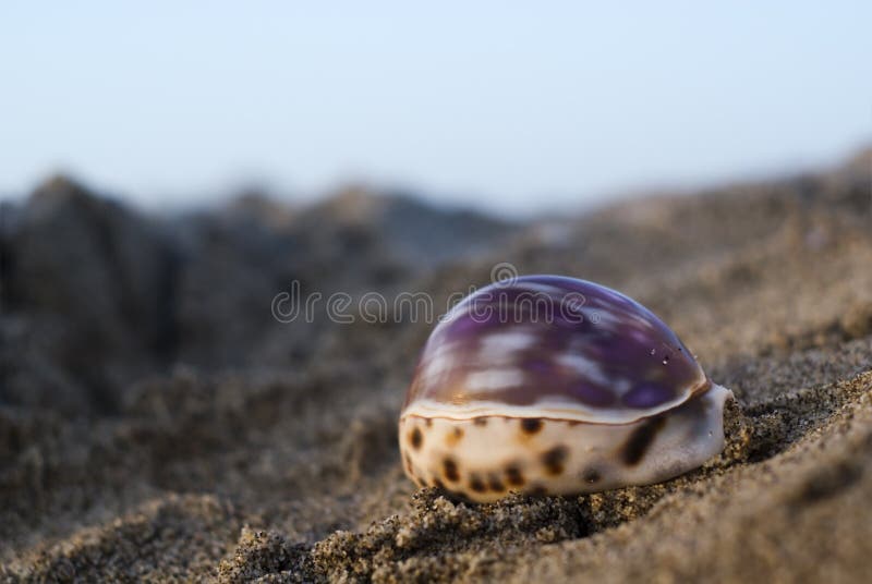 Shell in the beach stock image. Image of relaxation, shell - 2635223