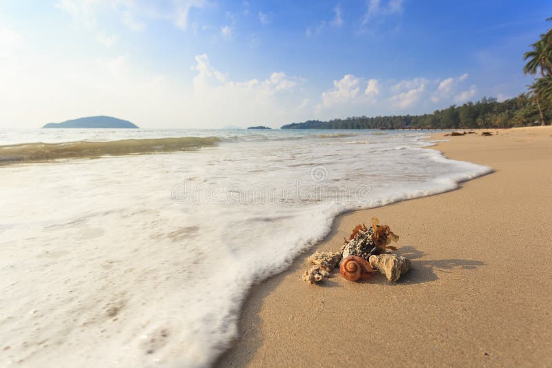 A shell on the beach stock image. Image of natural, nature - 26389725
