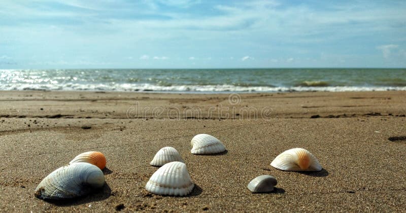 Shell on the beach stock photo. Image of horizon, wildlife - 265447348