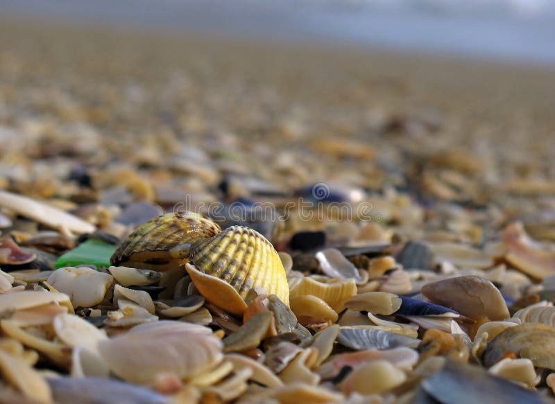 Shell on the beach stock image. Image of blue, edge, leisure - 2838117