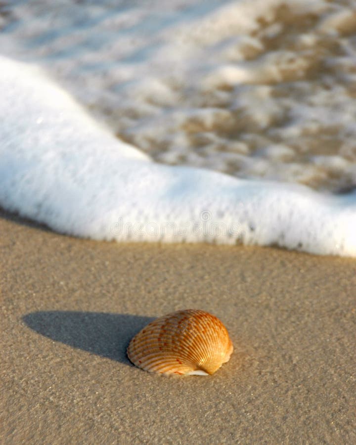 Shell on the beach stock image. Image of sand, summer - 49512961
