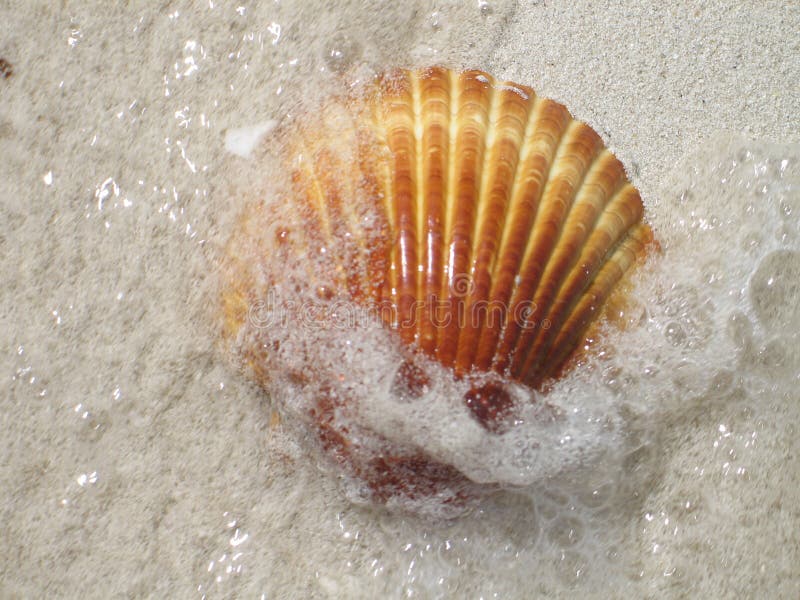 Shell on a Beach stock image. Image of bright, gleaming - 416151