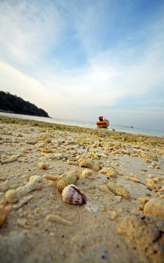 Shell stock photo. Image of shell, boat, beach - 43240640