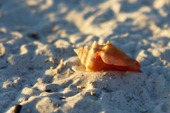 Shell beach stock image. Image of travel, island, water - 4324951