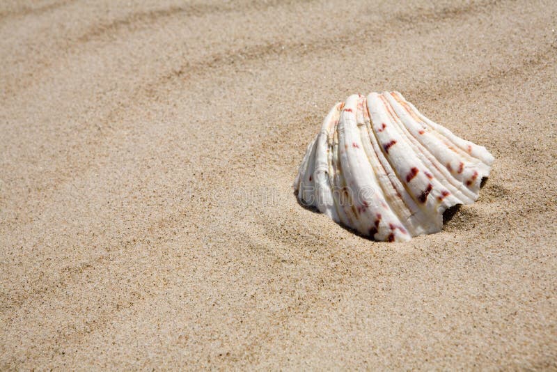 Shell on beach stock image. Image of people, beautiful - 5356179