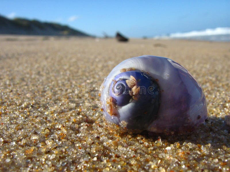 Shell on beach stock photo. Image of beach, close, vacation - 5859614