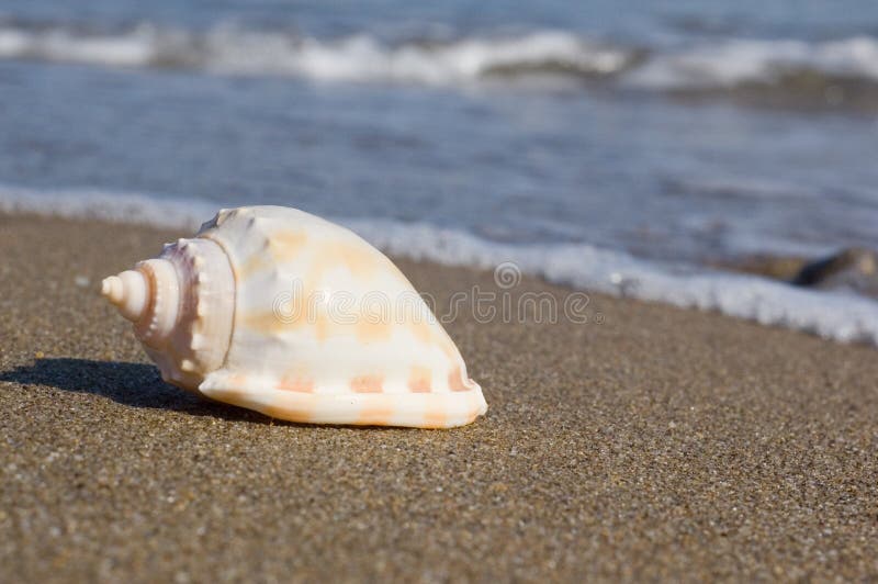 Conch shell on sand stock image. Image of ocean, surf - 5275811