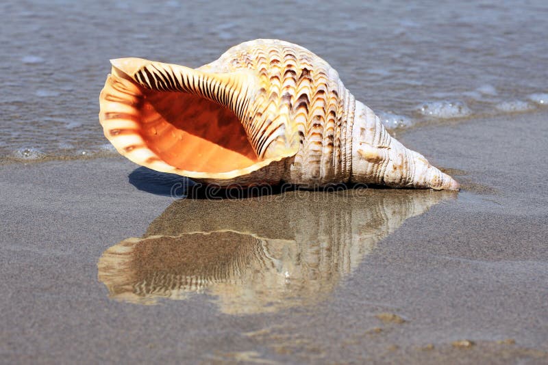 A Beautiful Giant Sea Shell Stock Photo - Image of summer, bird: 2698834
