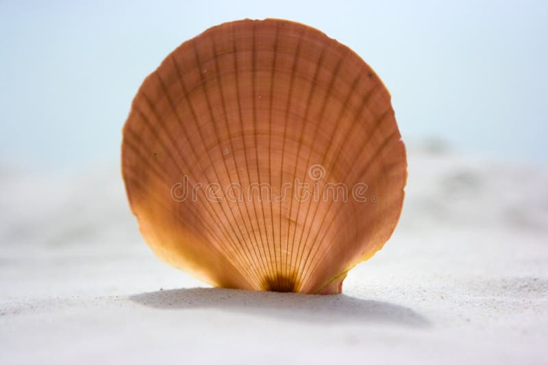 Shell on the beach stock image. Image of life, beach, shellfish - 8321731