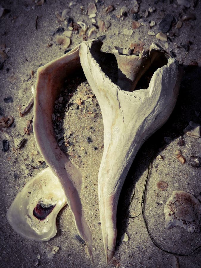 321 Broken Conch Shell Photos - Free & Royalty-Free Stock Photos from ...