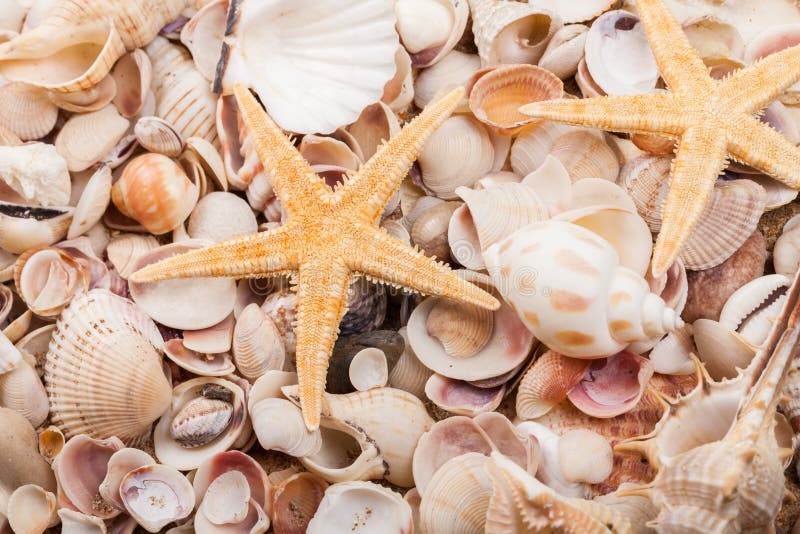 Shell stock photo. Image of starfish, horizontal, arrangement - 63400132