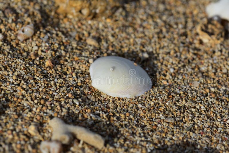 Shell on the beach stock image. Image of life, bali, evolution - 84957445
