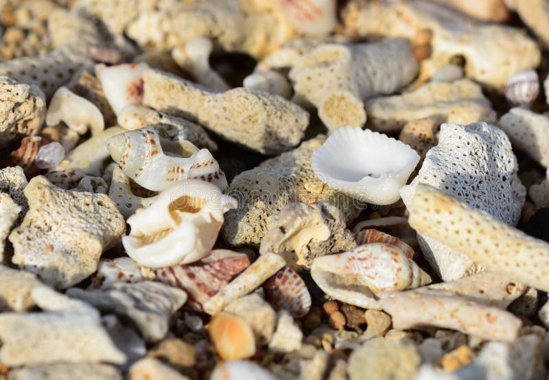 Shell on the beach stock image. Image of shell, indian - 84964457