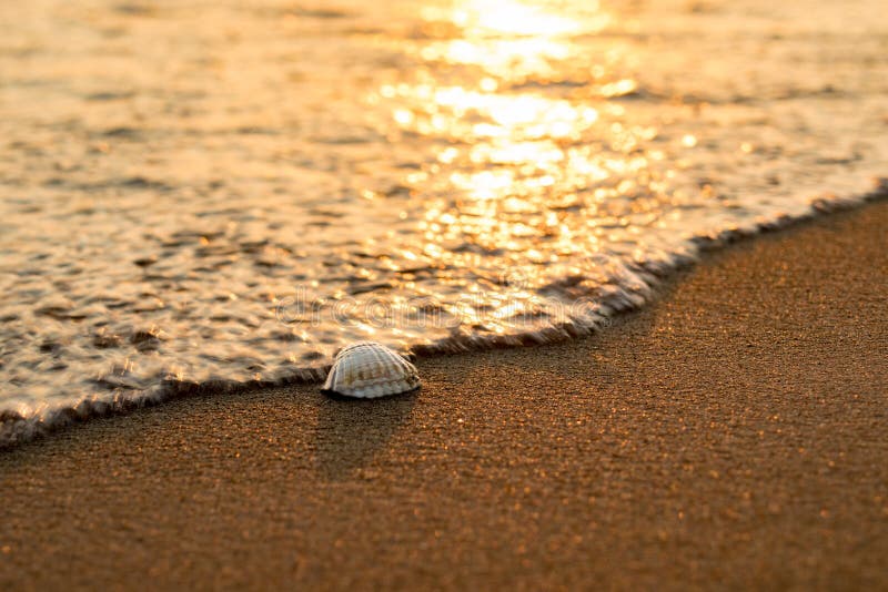 Shell on the Beach stock photo. Image of turkey, beach - 161708902