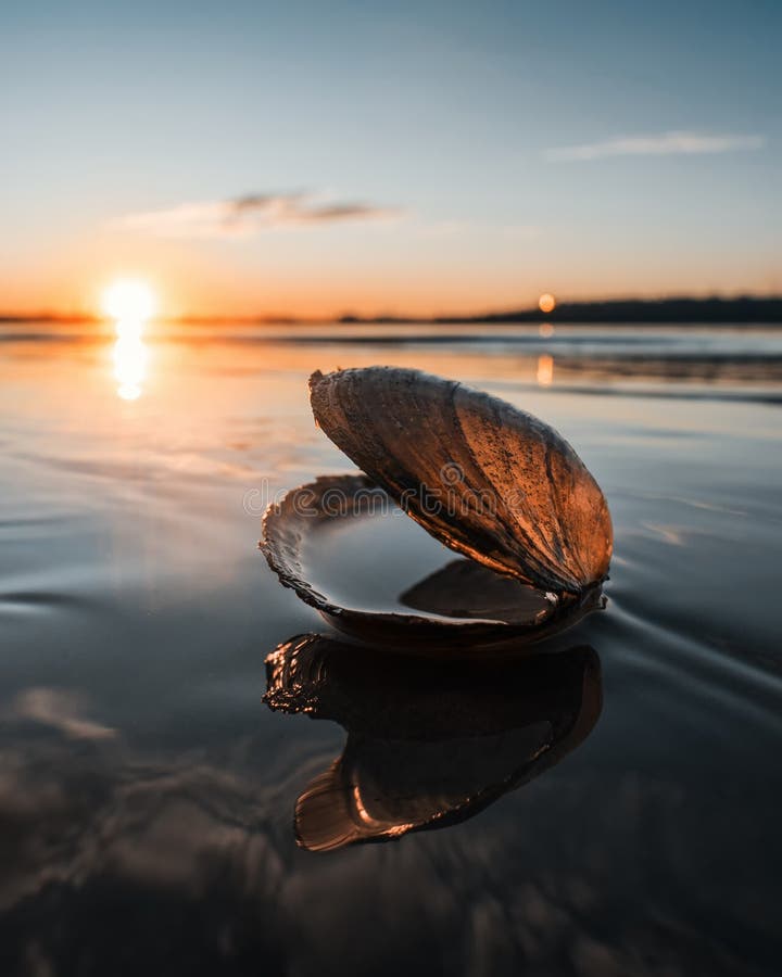 Shell on the Beach and Beautiful Sunset Stock Photo - Image of golden ...