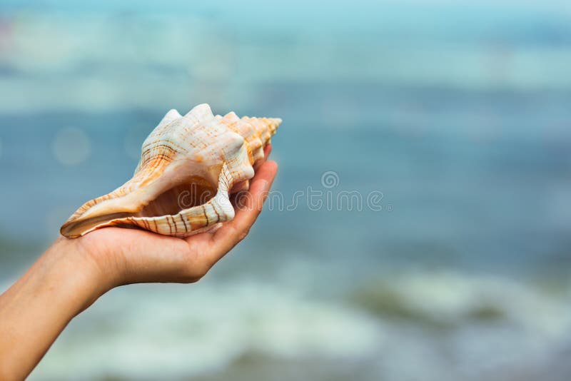 Shell on the beach stock image. Image of relaxation, summer - 75511661