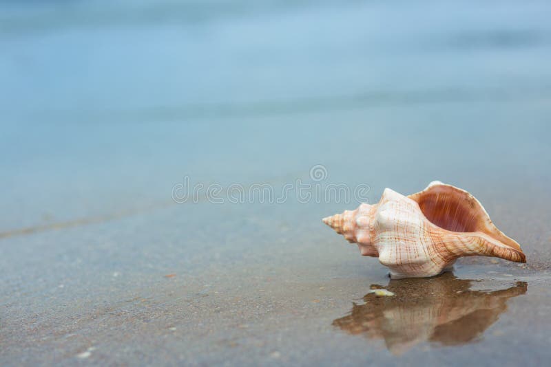 Shell on the beach stock image. Image of white, concept - 75512675