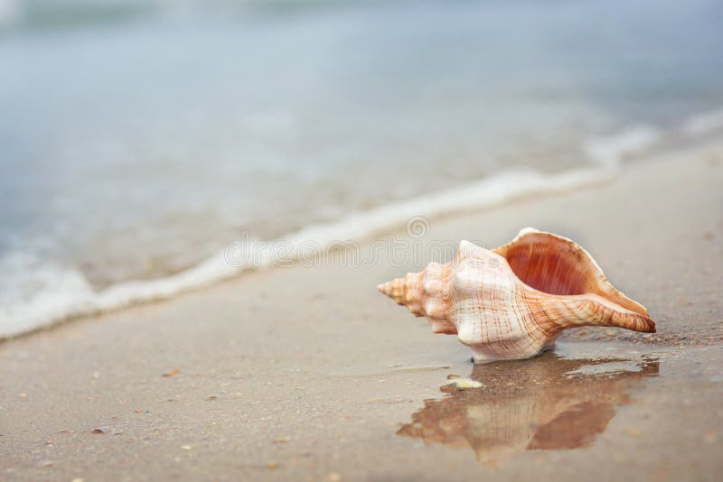 Shell on the beach stock image. Image of coast, nature - 75513707