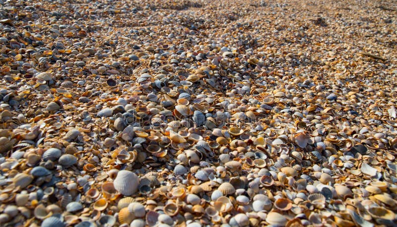 Shell Beach on the Black Sea Coast Stock Image - Image of background ...