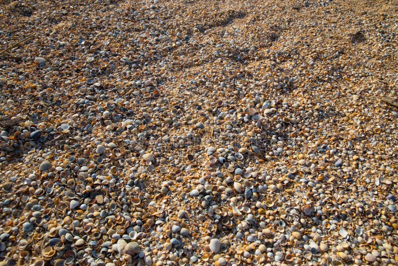 Shell Beach on the Black Sea Coast Stock Photo - Image of seashell ...