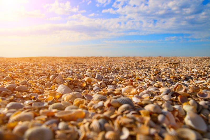 Shell Beach on the Black Sea Coast in the Rays of the Bright Sun Stock ...