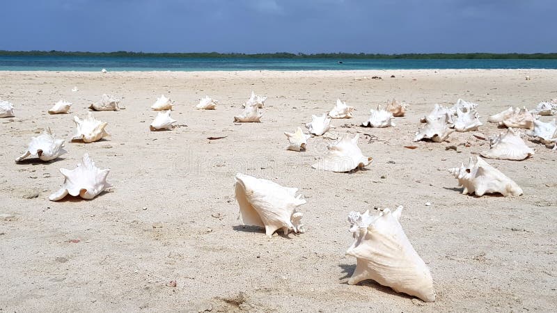 Shell on the Beach of Bonaire Island Stock Image - Image of bonaire ...