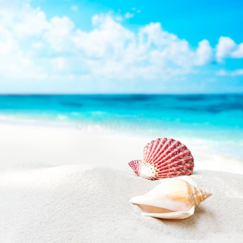 Seashells on beach stock photo. Image of coast, seashells - 5339834