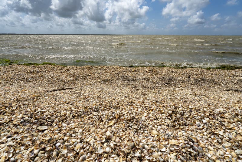 Shell Beach, Camargue France Stock Photo - Image of wildlife, beach ...