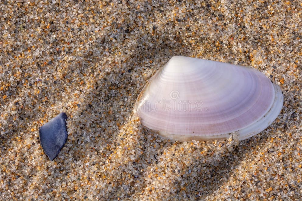 Shell on a Beach in the Camargue Stock Photo - Image of texture, sand ...