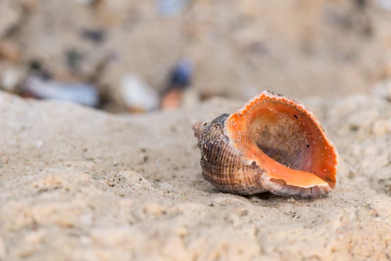 Shell on the Beach - Close Up, Copy Space Stock Photo - Image of empty ...