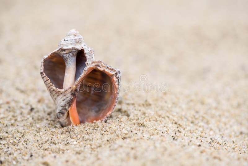 Shell on the Beach - Close Up, Copy Space Stock Photo - Image of ...