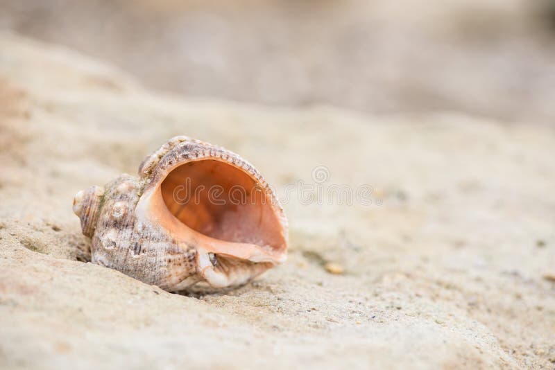 Shell on the Beach - Close Up, Copy Space Stock Photo - Image of conch ...