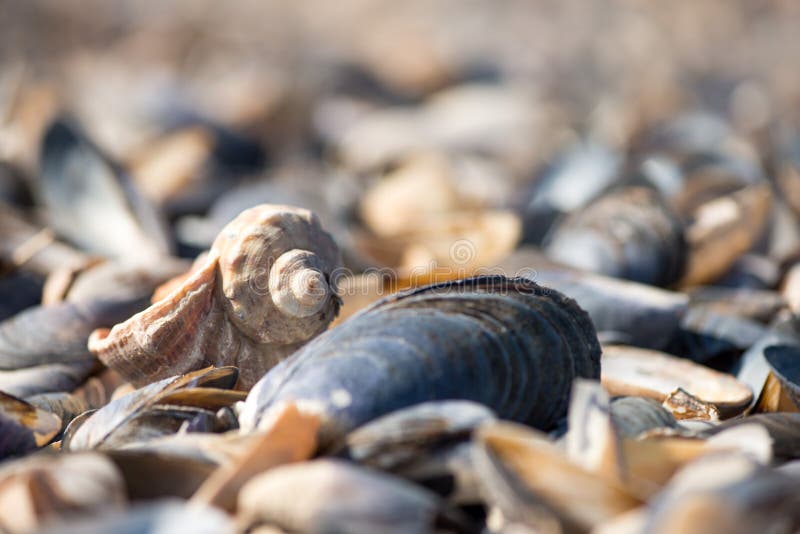 Shell on the Beach - Close Up, Copy Space Stock Photo - Image of shape ...