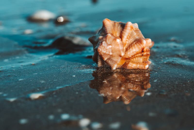 Shell on the beach stock photo. Image of beach, holiday - 139921778