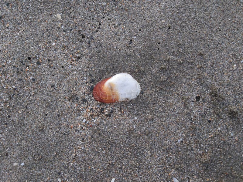 This is a Shell on the Beach, the Color is Very Beautiful in the Middle ...