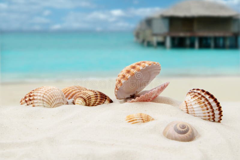 Seashells on beach stock photo. Image of coast, seashells - 5339834