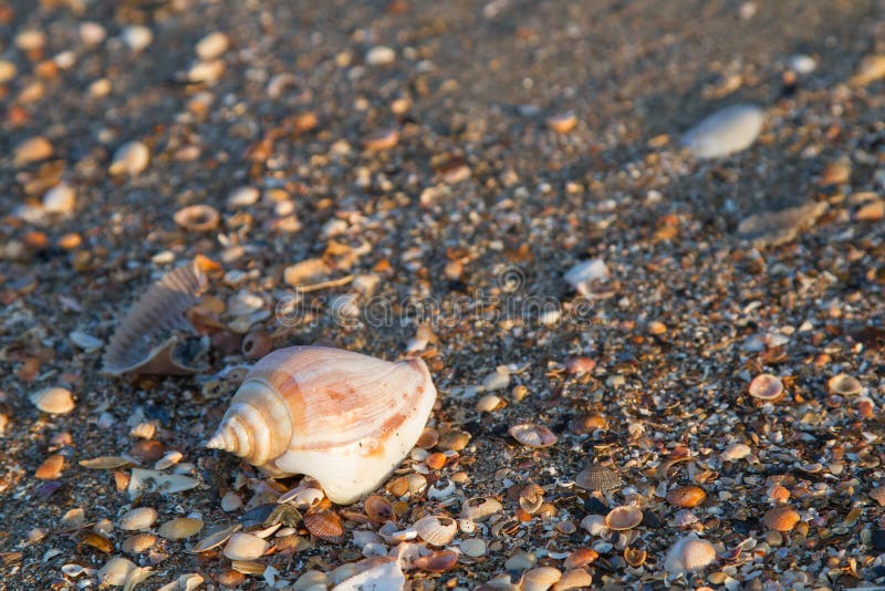Shell beach stock image. Image of beach, beauty, shell - 36179159