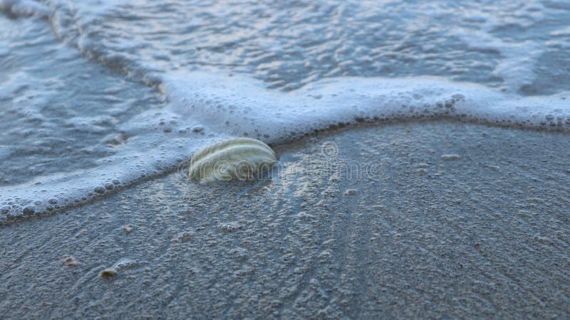 253 Eroded Shell Stock Photos - Free & Royalty-Free Stock Photos from ...