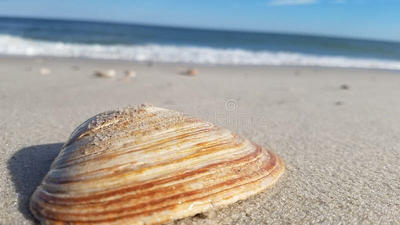 Shell of the beach stock image. Image of state, sell - 80966421