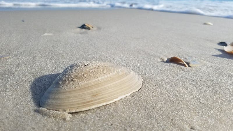 Shell of the beach stock photo. Image of ocean, state - 80966670